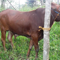 100++ Gambar Sapi Limosin