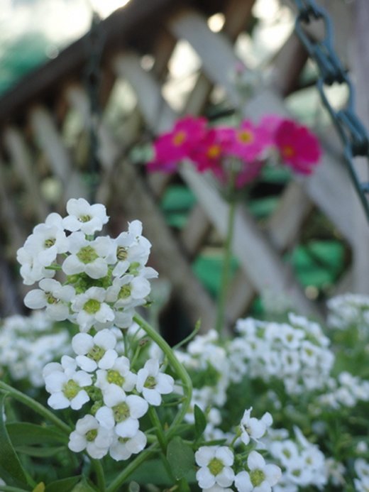 Useful flowers and the promise of things to come | down to earth