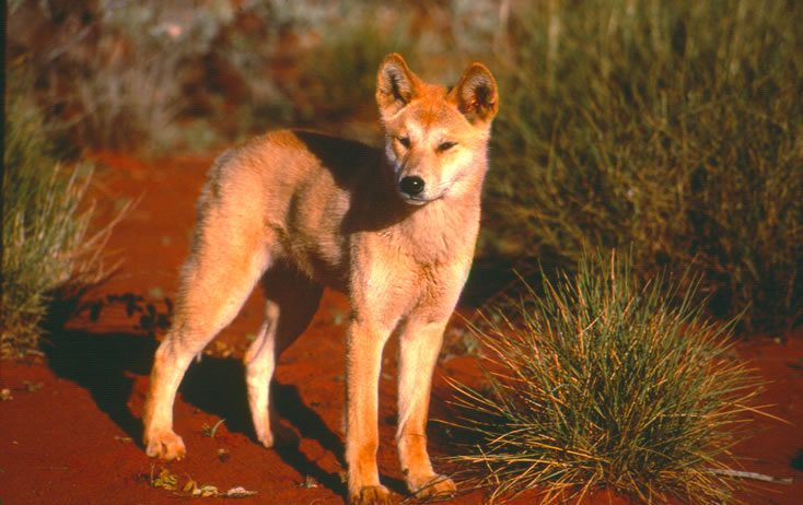 Centre for Fortean Zoology Australia: Ayers Rock (Uluru) dingoes under ...