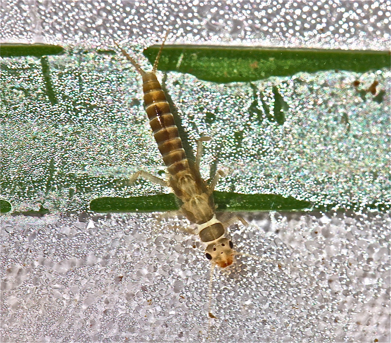 Aquatic Insects of Central Virginia: Chloroperlidae (Green Stonefly ...