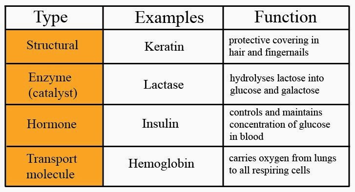 IB Chemistry (HL): B2 Proteins