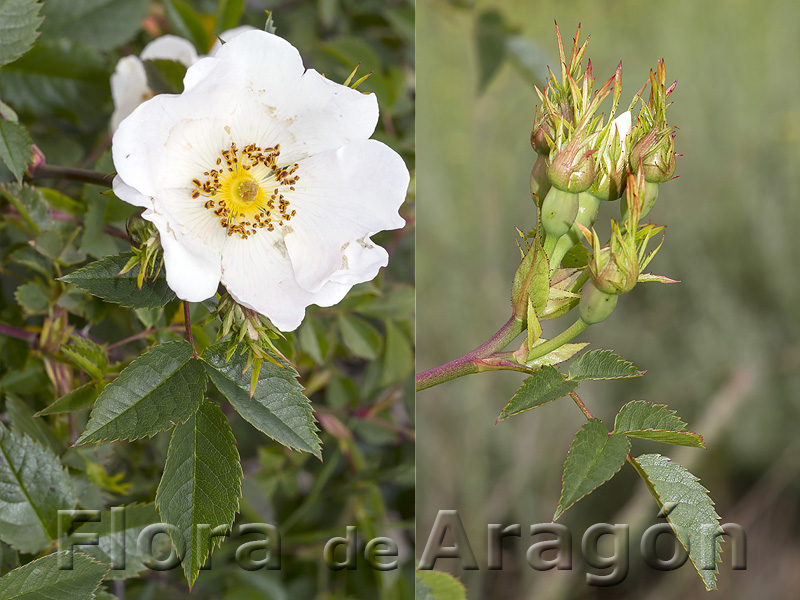 Flora de Aragón: junio 2013