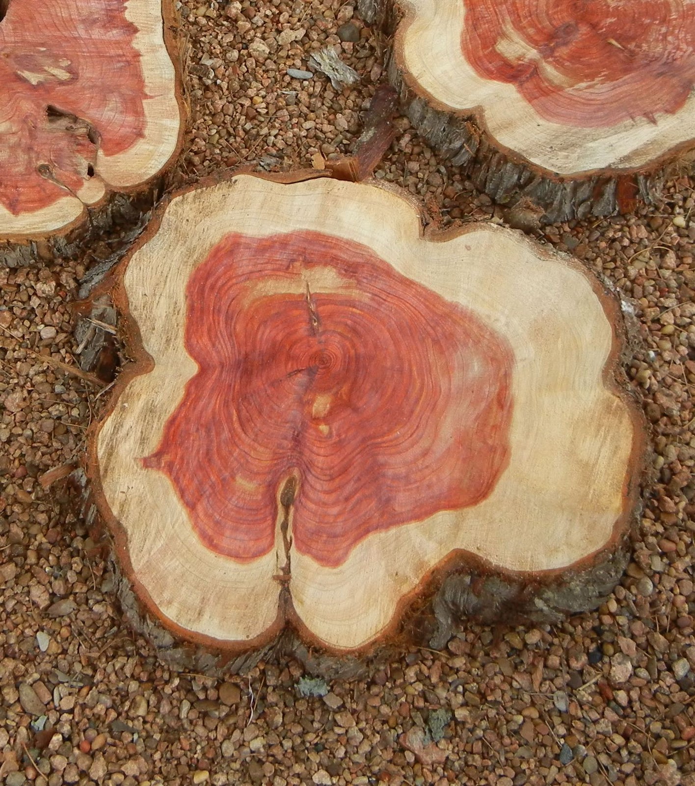 Meggie On The Prairie: Ode to a Cedar Tree