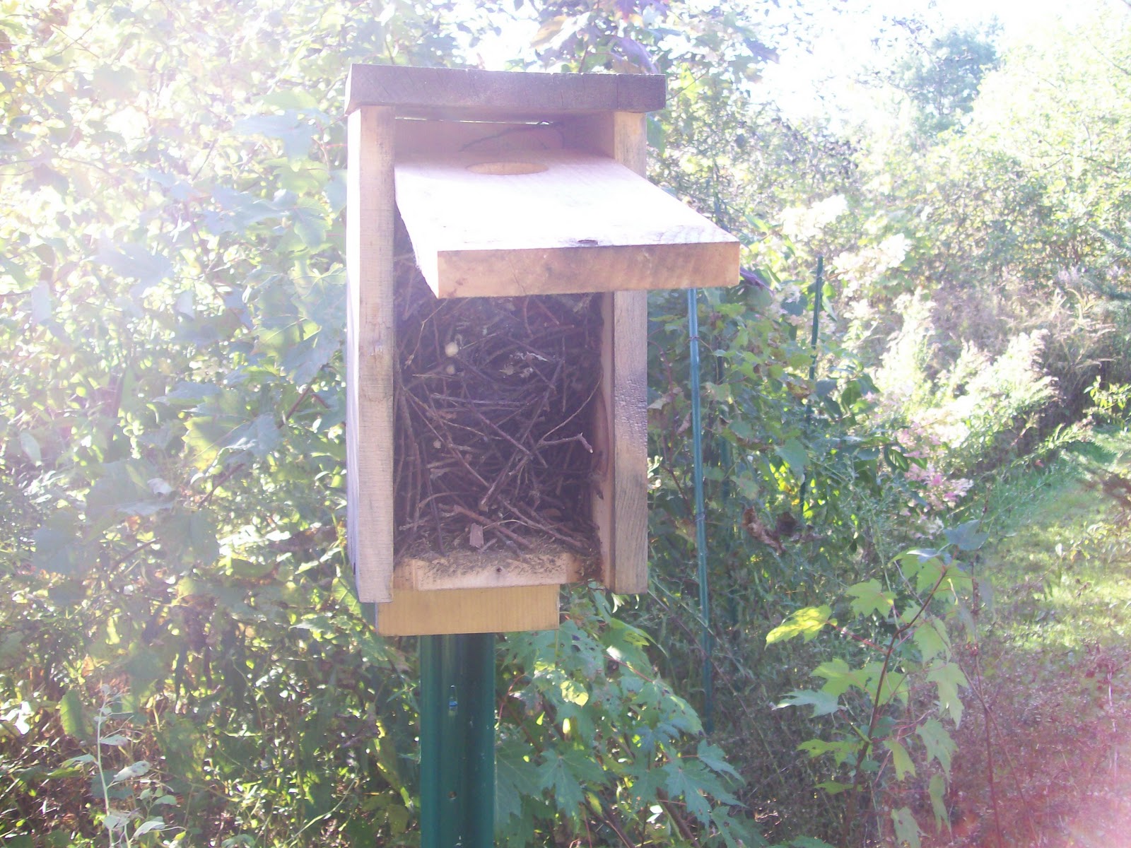 Woodwork Mourning Dove Nest Box PDF Plans
