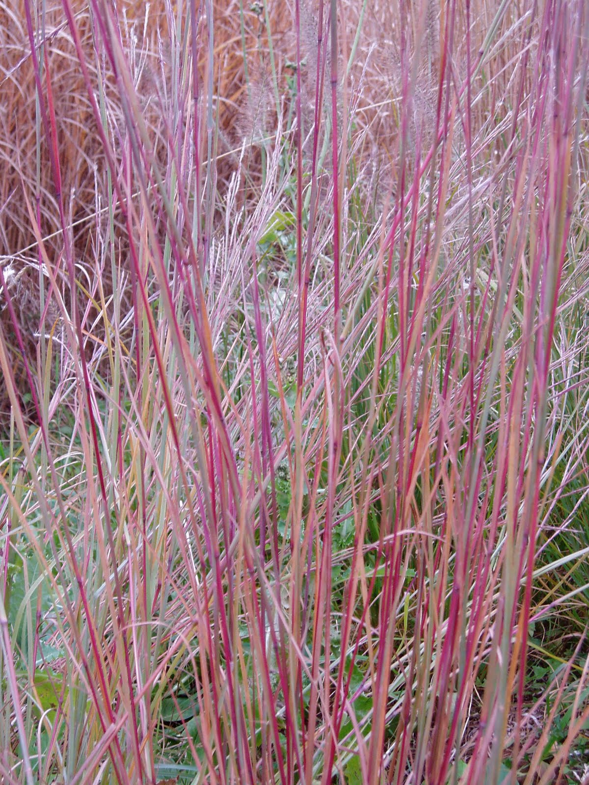 Lovegrass Farm: Schizachyrium scoparium (Little bluestem) Ornamental ...