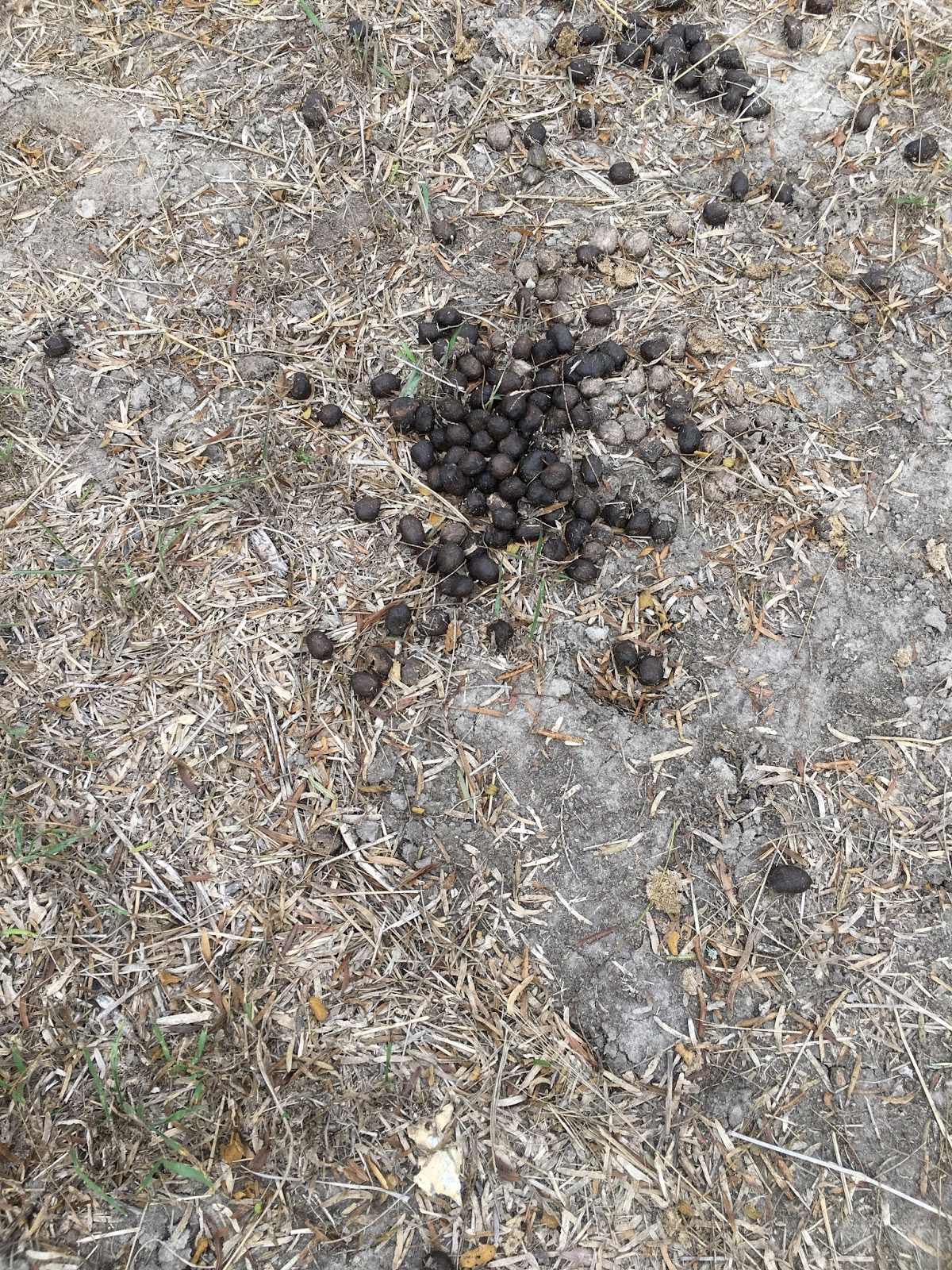 PATI AND LEROY'S TRAVELS: NILGAI FEVER