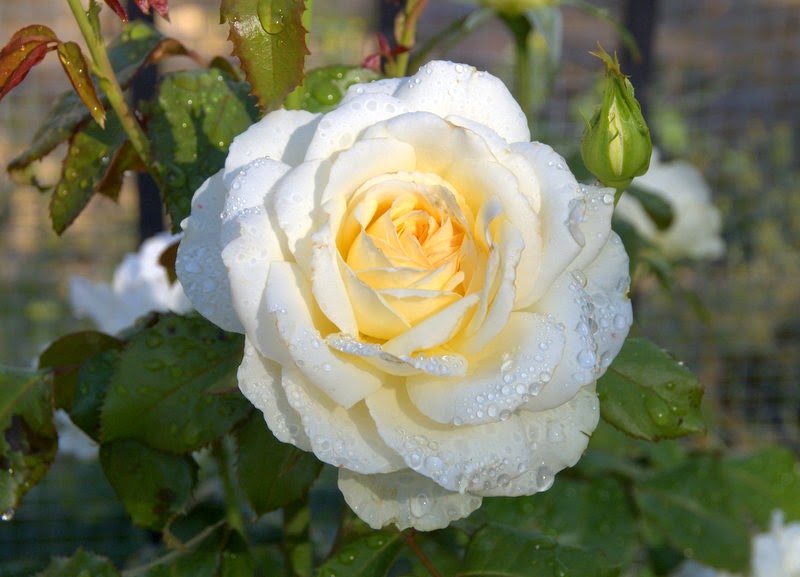 Organic Garden Dreams: August Roses