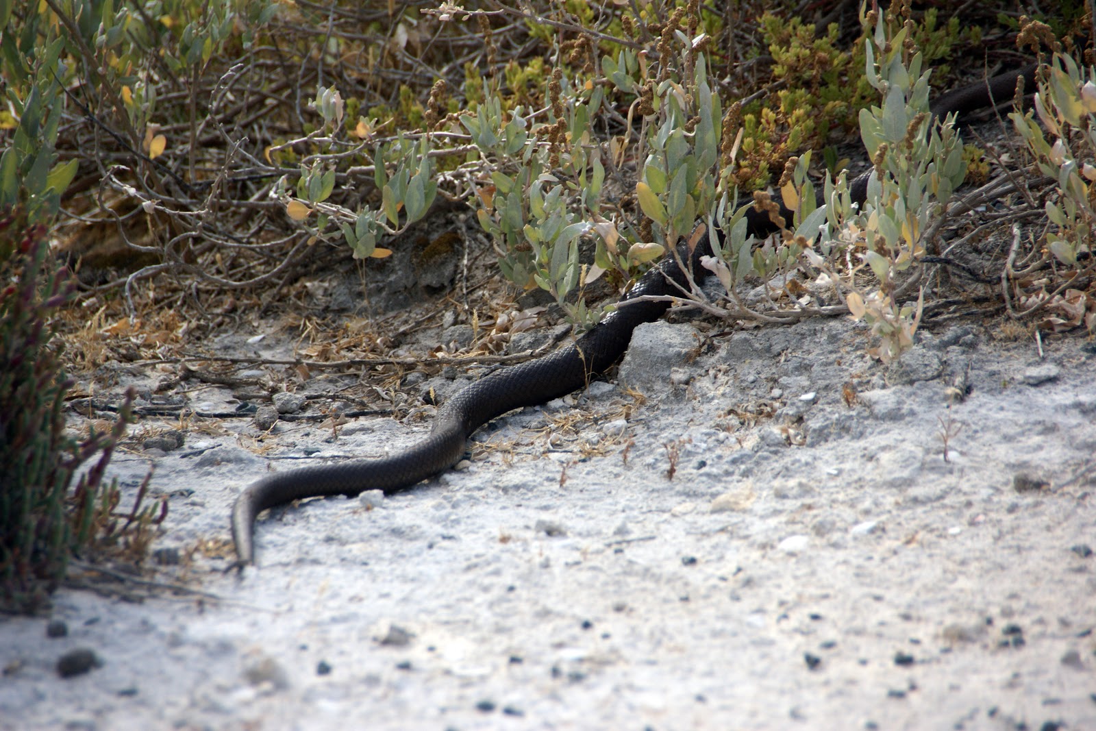 Slightly Intrepid: Rottnest Island wildlife