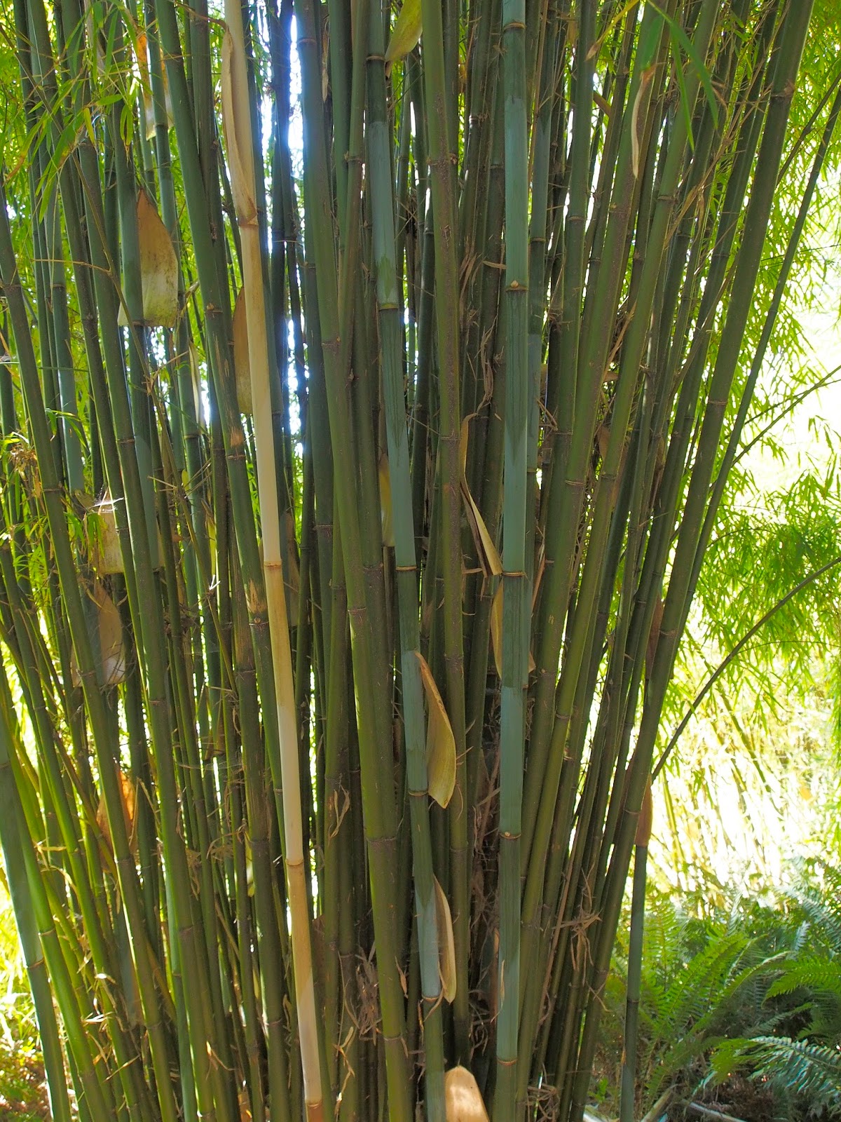 Visiting Tradewinds Bamboo