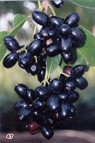 How and Where to Grow Jambul/Jamun, Growing Jamun Plant - Everything ...