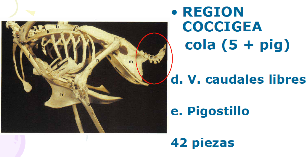 Mis amigas las palomas: Esquemas anatomía de las palomas