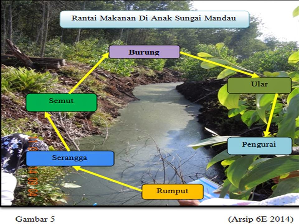 EKOLOGI TUMBUHAN KELOMPOK HUTAN RAWA GAMBUT 6E: Mei 2014