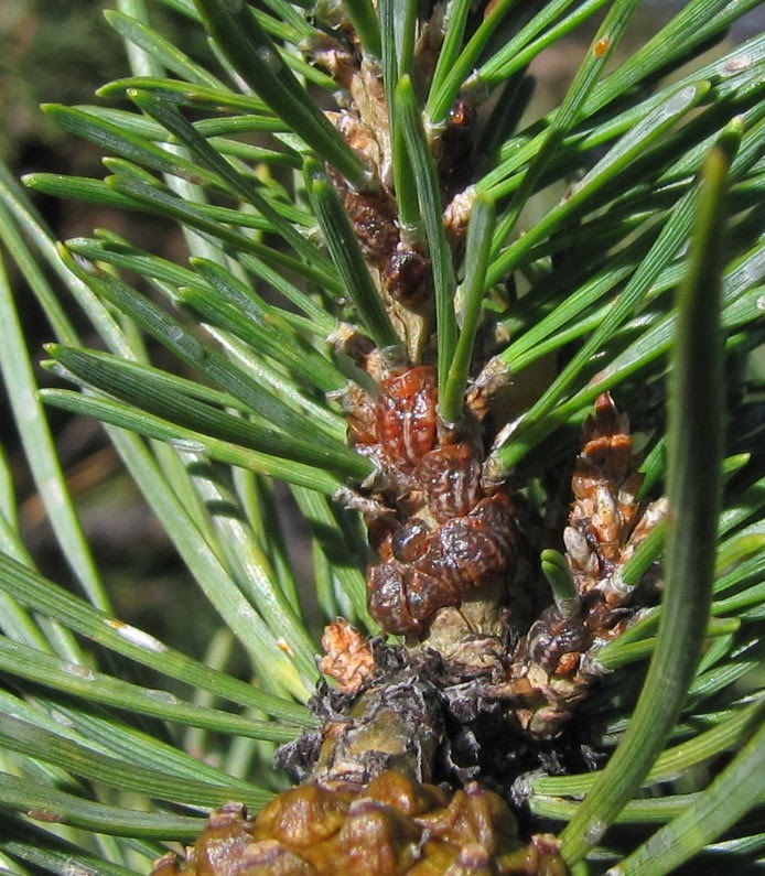 Bug Eric: Striped Pine Scale