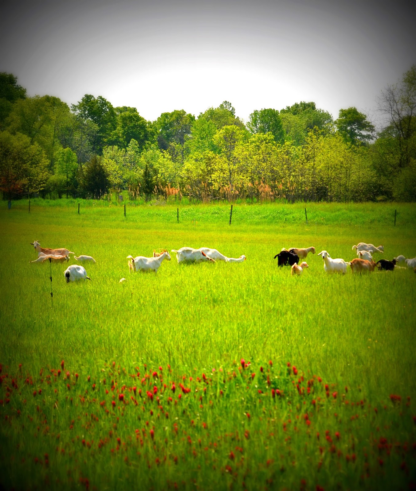 Browsing at Sunny Acres