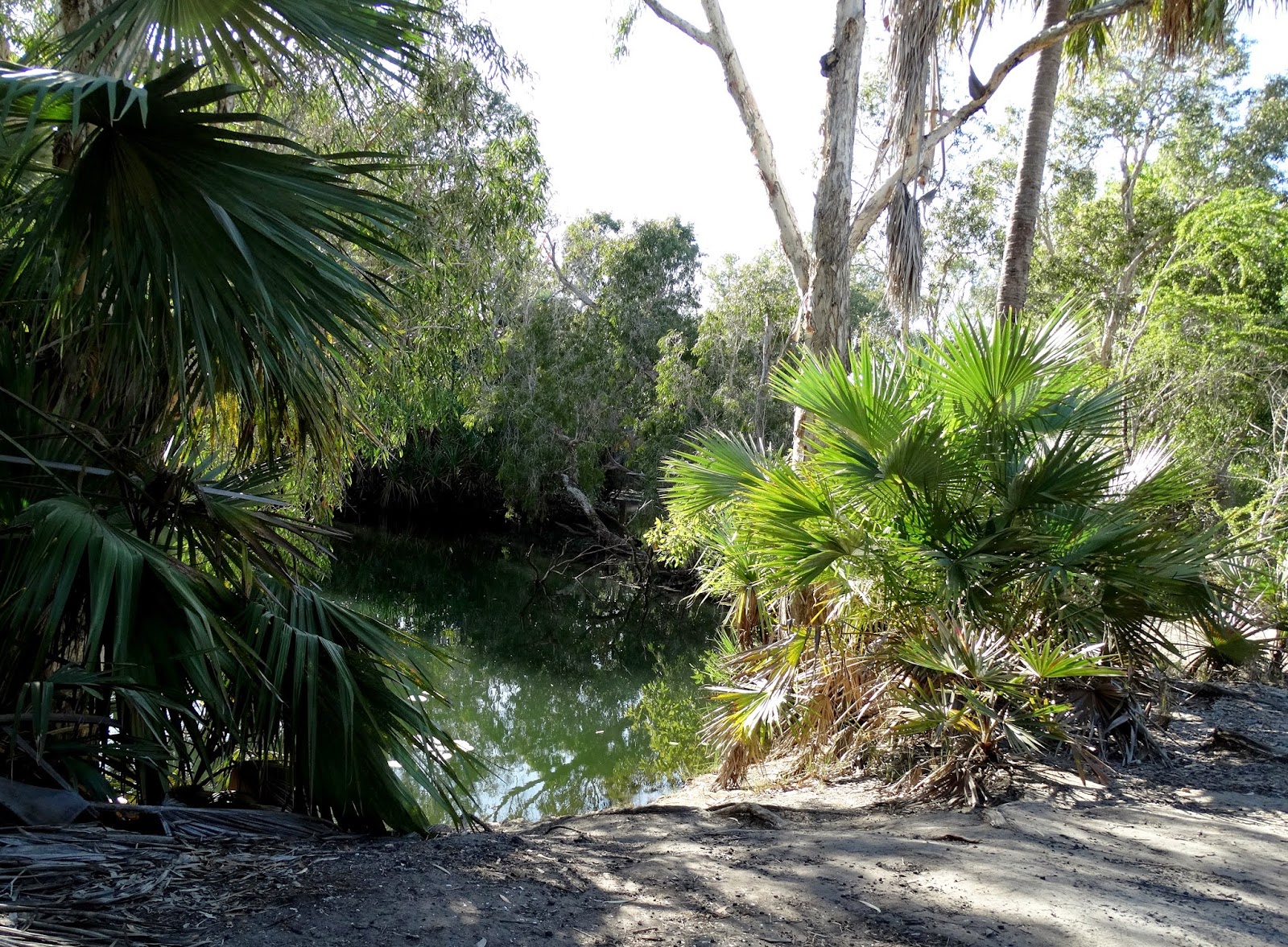sunshinecoastbirds: Around Oz Part 3 - Barkly Tableland to Mataranka