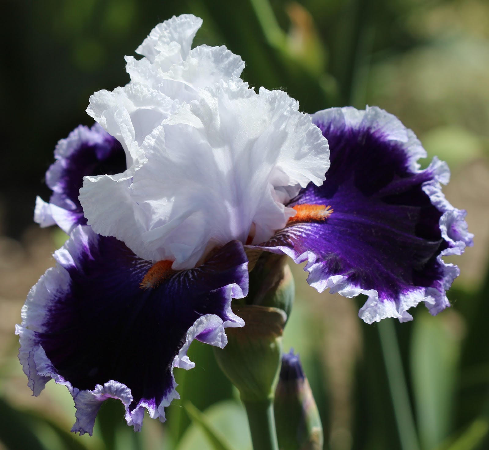 World of Irises: 2016 A GOOD YEAR FOR TALL BEARDED IRIS