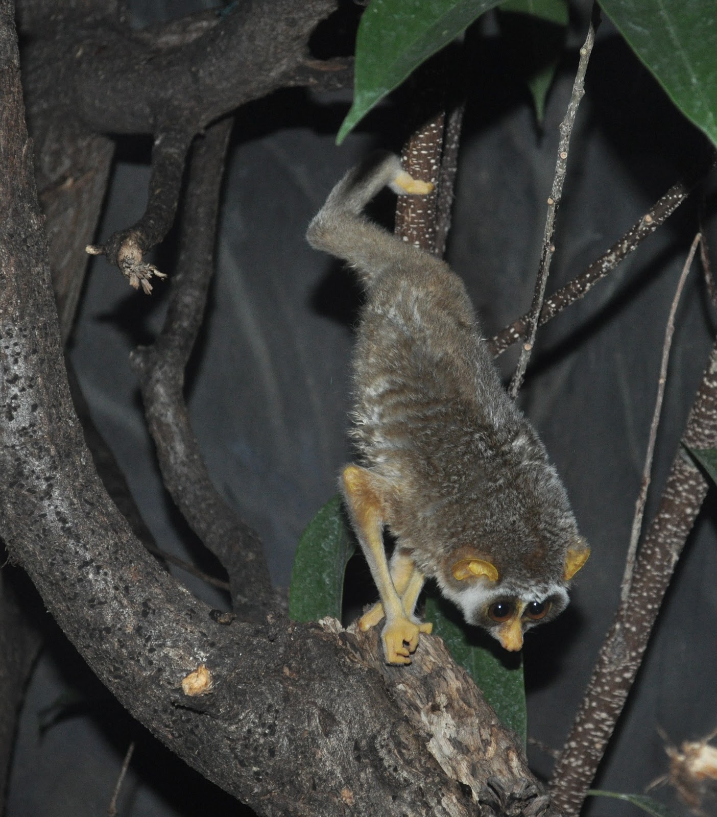 ZOOTOGRAFIANDO (6.057 ANIMALS): LORIS ESBELTO GRIS / GRAY SLENDER LORIS ...