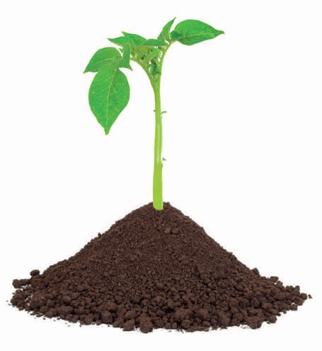 Plastyagro®: Mildiu y Alternaria, enemigos habituales en patata