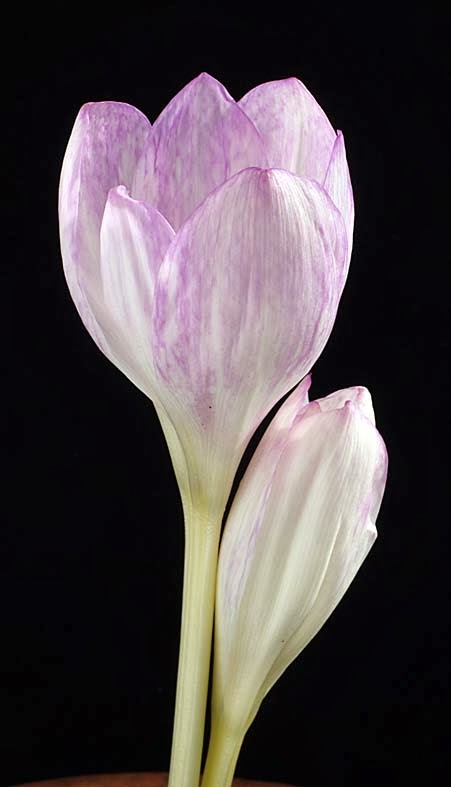 A Digital Botanic Garden: Colchicum autumnale, Meadow Saffron or Autumn ...