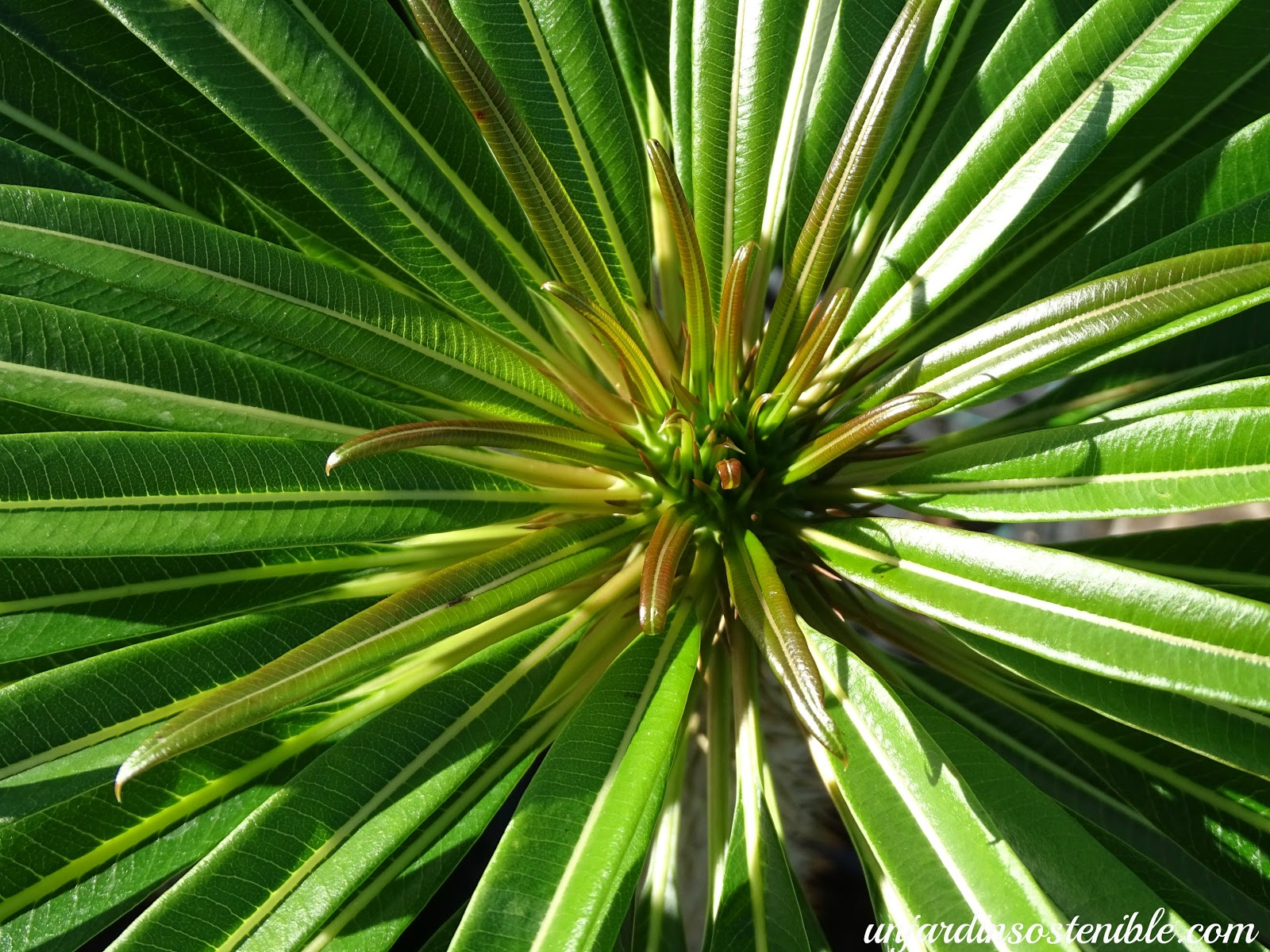 Pachypodium lamerei (Palmera de Madagascar)
