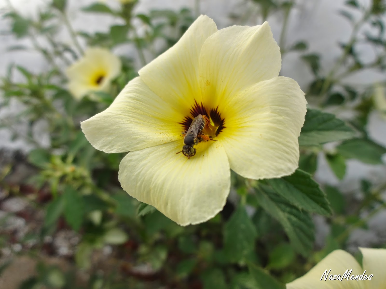 Brasil Insetos!!! Do Caçadores de Insetos!!!: Flor Chanana ou Xanana ...