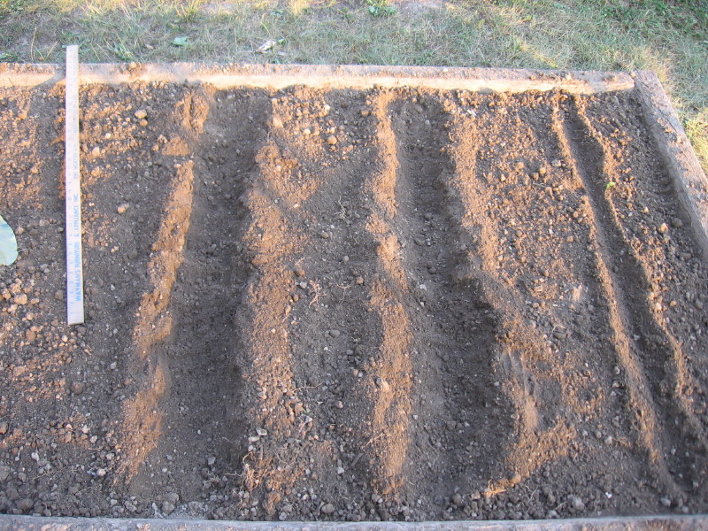 Mike's Bean Patch: June 2012