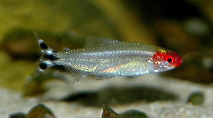 Acquari Torino: Pesce testa rossa | Rummy-Nose