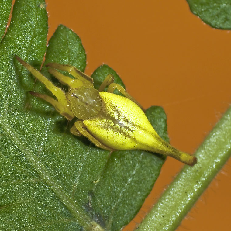 Real Monstrosities: Scorpion-tailed Spider, Arachnura higginsi