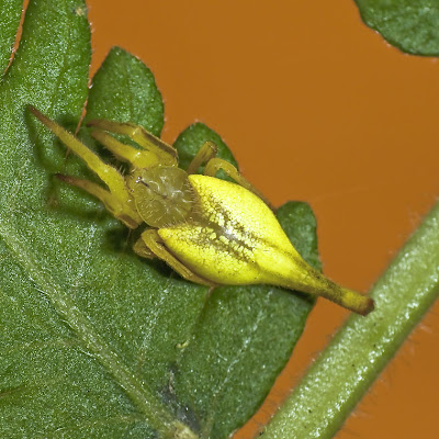 Real Monstrosities: Scorpion-tailed Spider, Arachnura higginsi