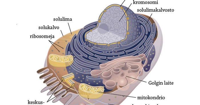 Biologia 4: Solut ja niistä muodostuvat kudokset, elimet ja elimistöt