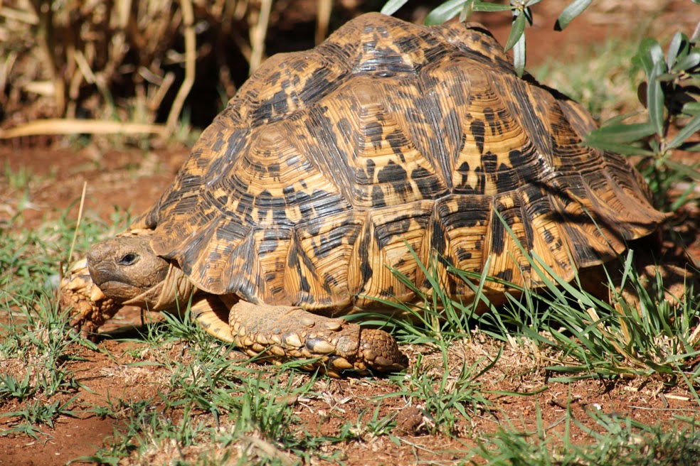 Hedgie's Nature Journal : Leopard Tortoise - Torti