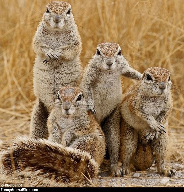 Family Portraits | Amazing Creatures