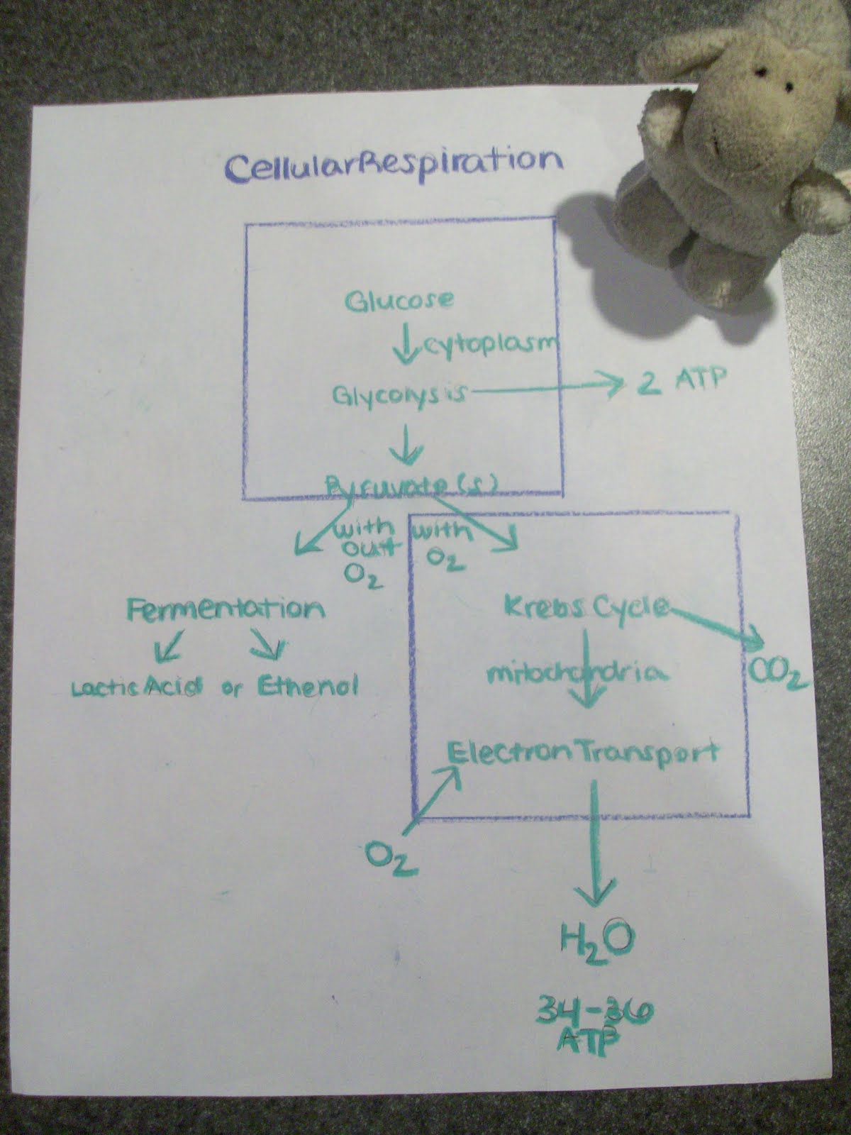 AP BIOLOGY PROJECT!!!: Cellular Respiration