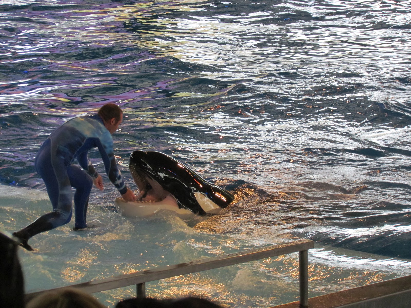 The Nelsons: Sea World - Shamu