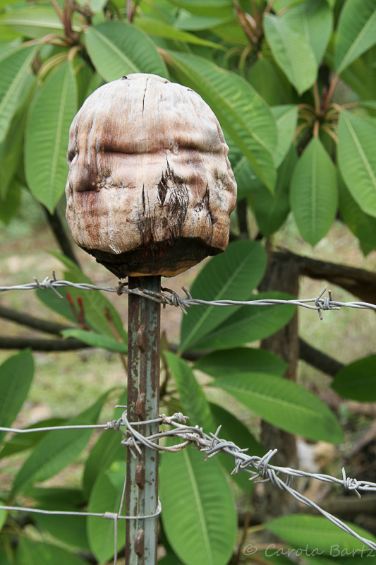 carola bARTz: Coconut Fence