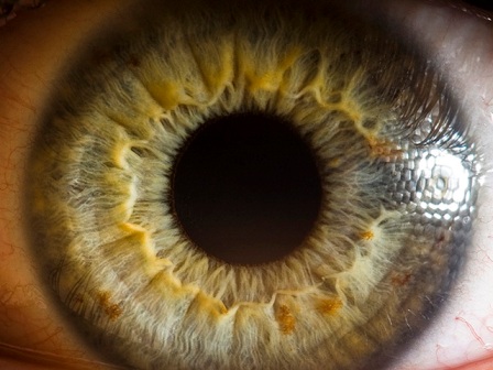 Gambar Mata Manusia, Warna Mata Manusia