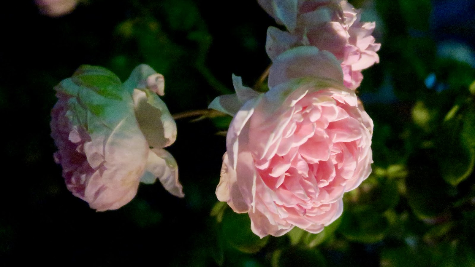 A slightly different point of view I took photos of roses