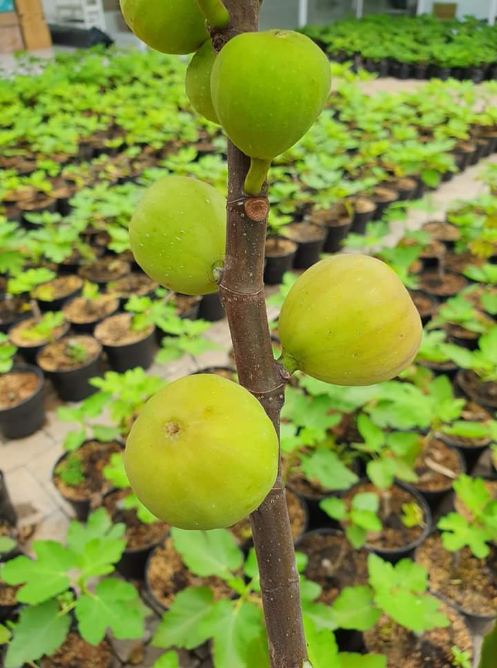 Kebun tin tangerang jual pohon bibit dan buah tin di Tangerang