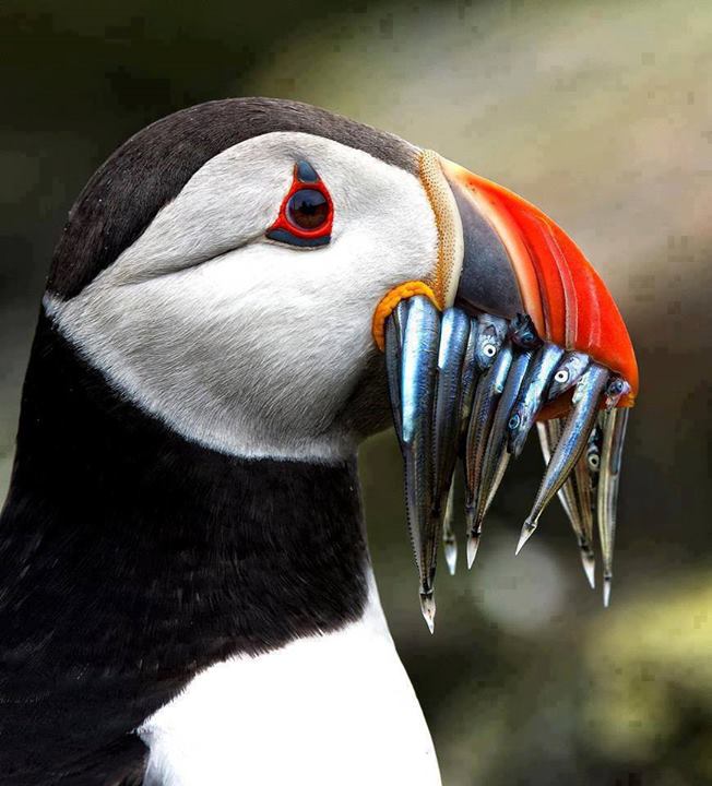 puffin bird | World Amazing Real Information