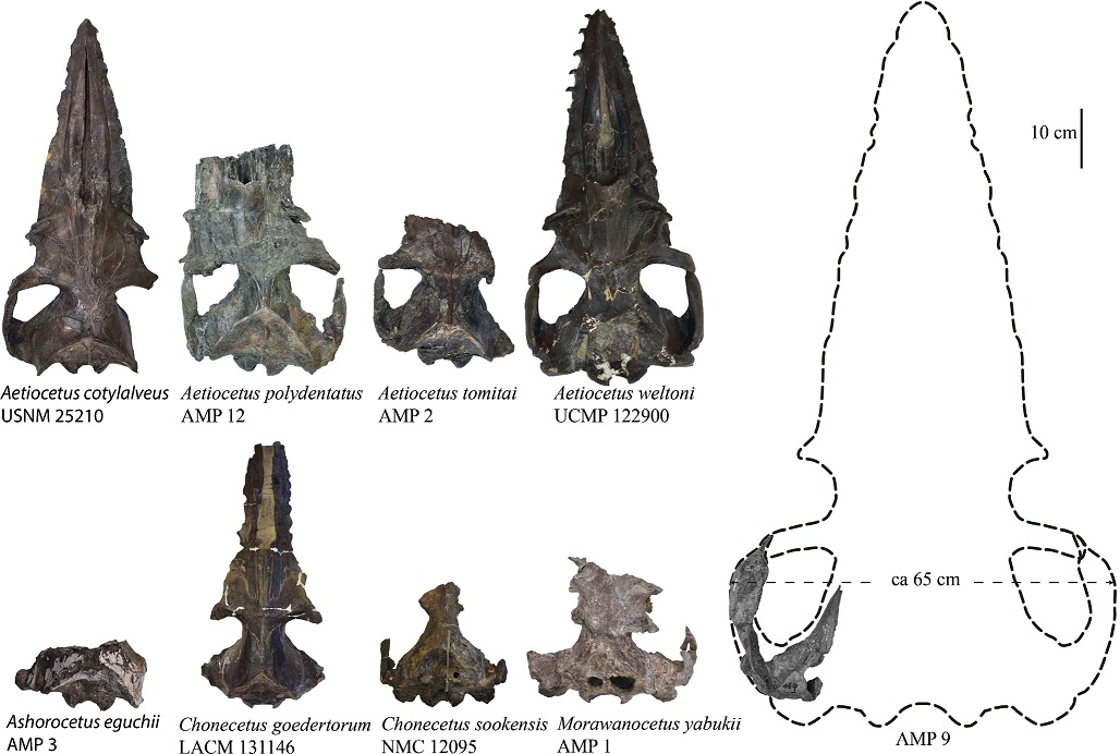 The Coastal Paleontologist: 2015 in review: Advances in marine mammal ...