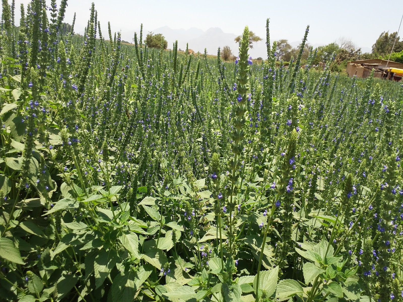 Organic Life Perú: Seguimiento Cultivo de Chia - ORGANIC LP