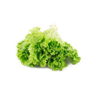 Selada Keriting (Rp 7.000 / 250 gr) | SULVA