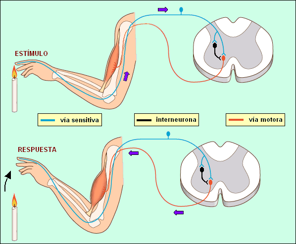 Biología y Geología 1º Bachillerato IES El Palo: 5. SISTEMA NERVIOSO EN ...
