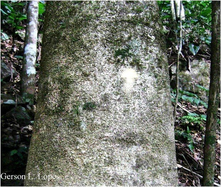 Argentina nativa: Mora amarilla (Maclura tinctoria)*