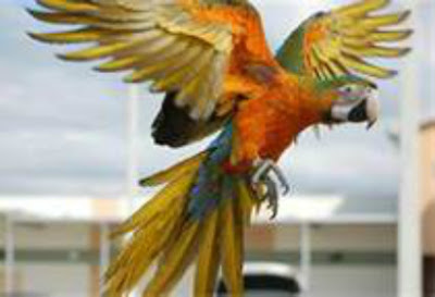 Caloshua Macaw