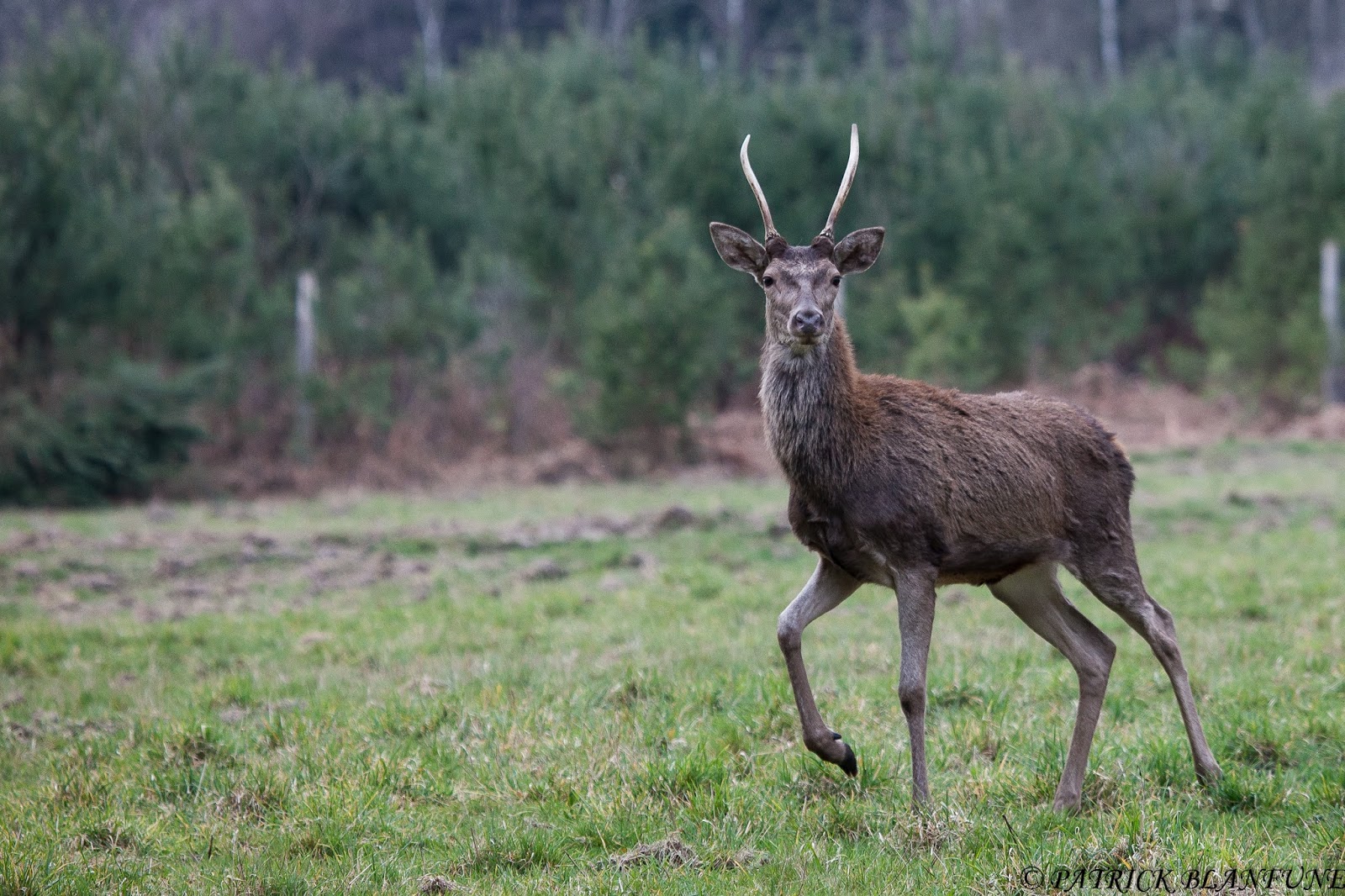 AU RYTHME DES SAISONS-----------------: La ballade des daguets