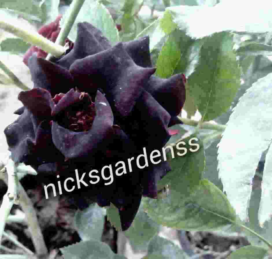 Black Rose plant