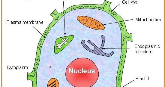 Gambar Sel Tumbuhan Lengkap: Sel Tumbuhan Plastida