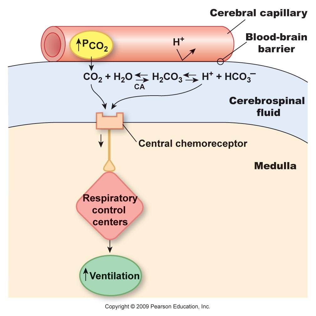 My Biomedical Notebook: Respiratory Physiology
