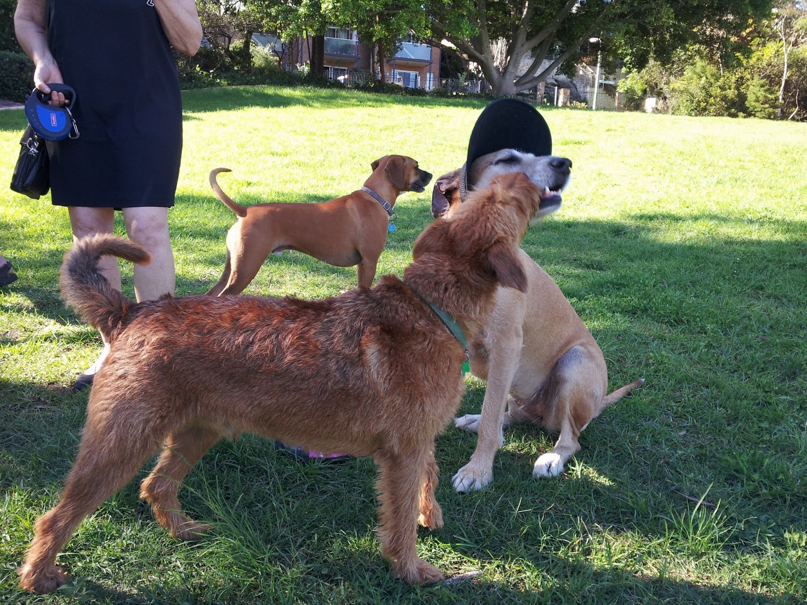 littledogsonlongleashes: The fearsome pigdog makes a stand.